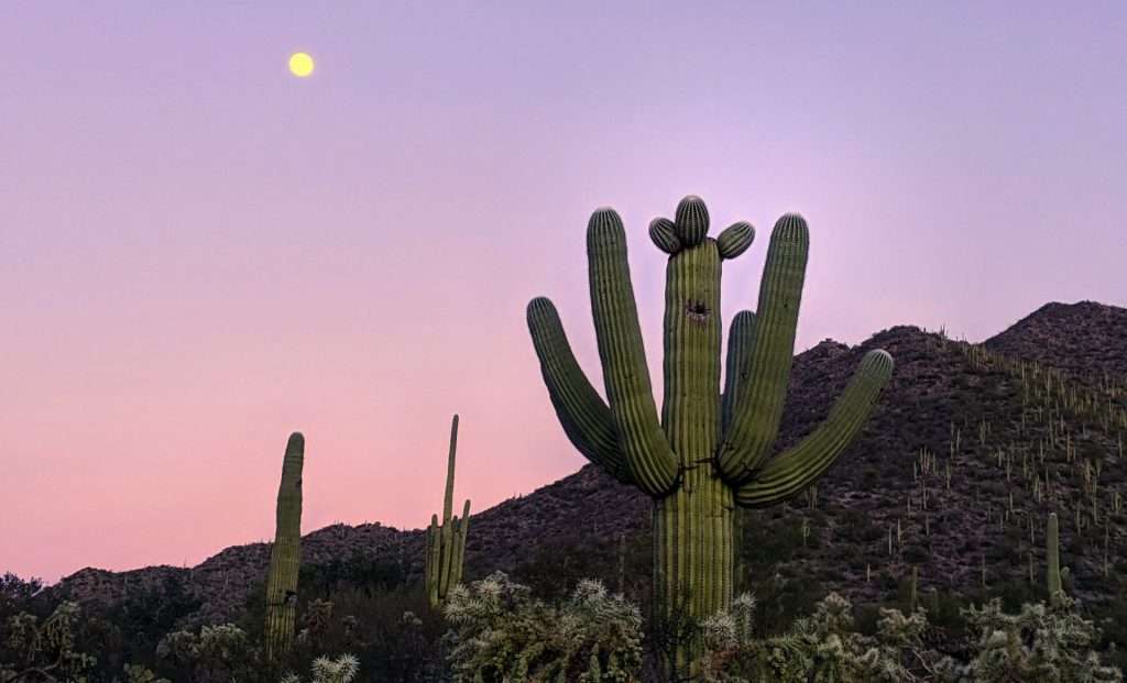 Find composting worms in Arizona - Composting with Red Worms