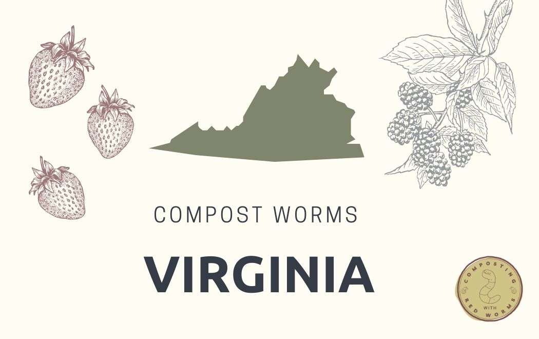 Where to buy red worms in Virginia - Composting with Red Worms